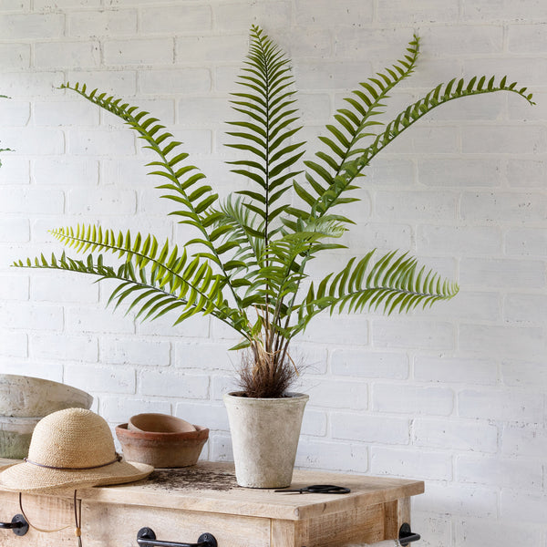 Flat Potted Fern – English Elm