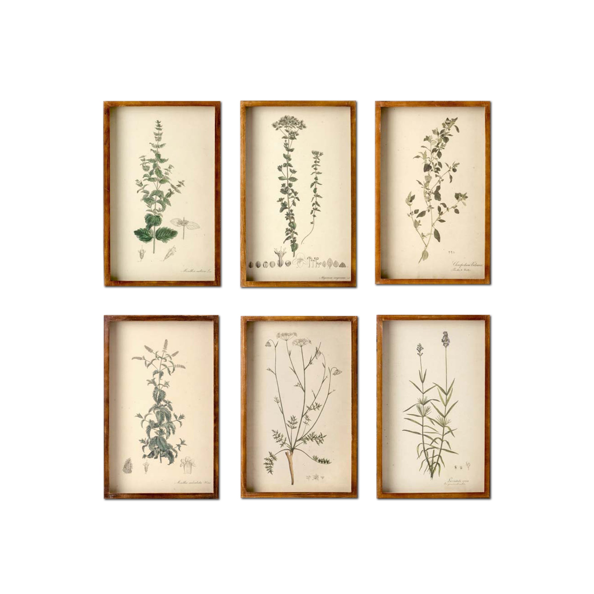 Collected Vintage Botanical Framed Prints Set of 6 – Elegant Shadowbox